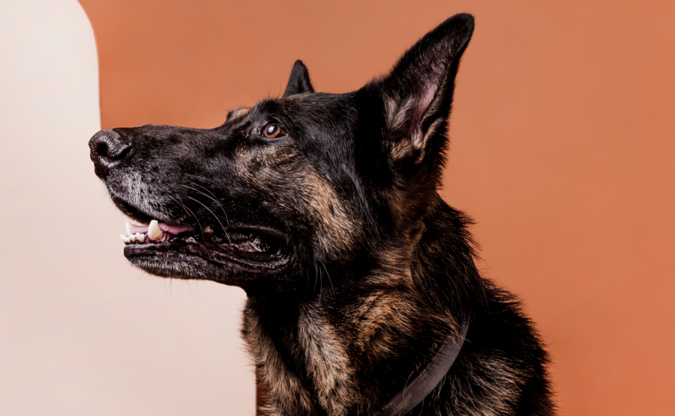 LUDLOW KINGSLEY | Norman & Blake